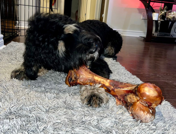 Smoked Dino Bone 18" – Bones & Stuff